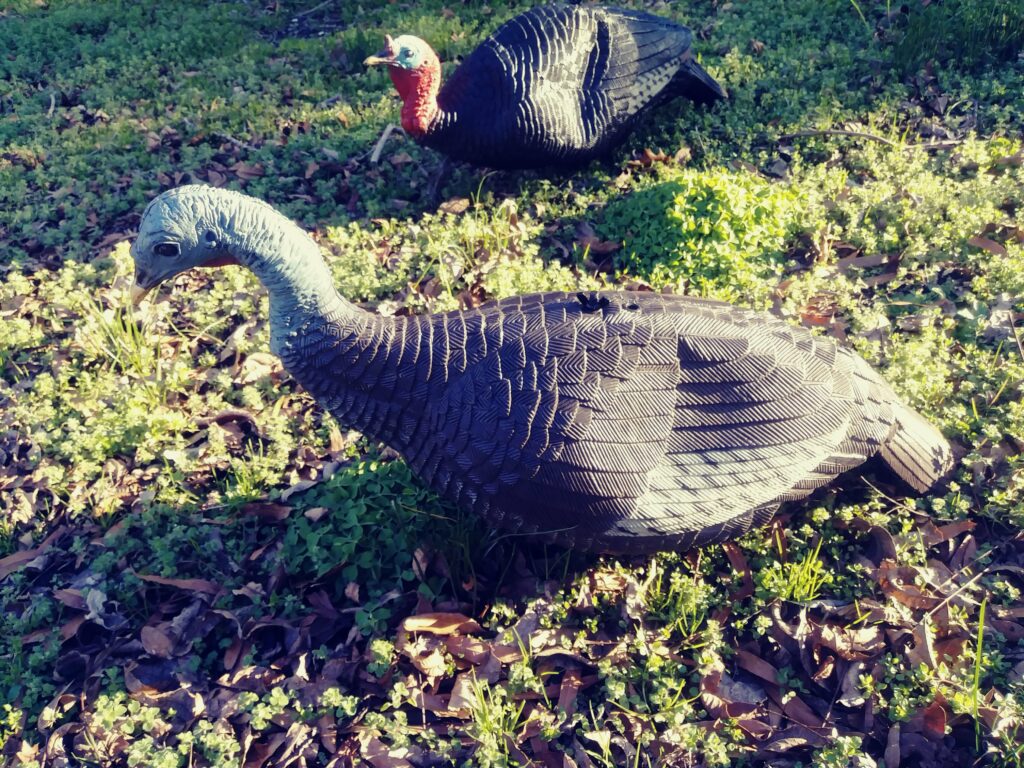 Where To Shoot A Turkey - A Guide for Hunters