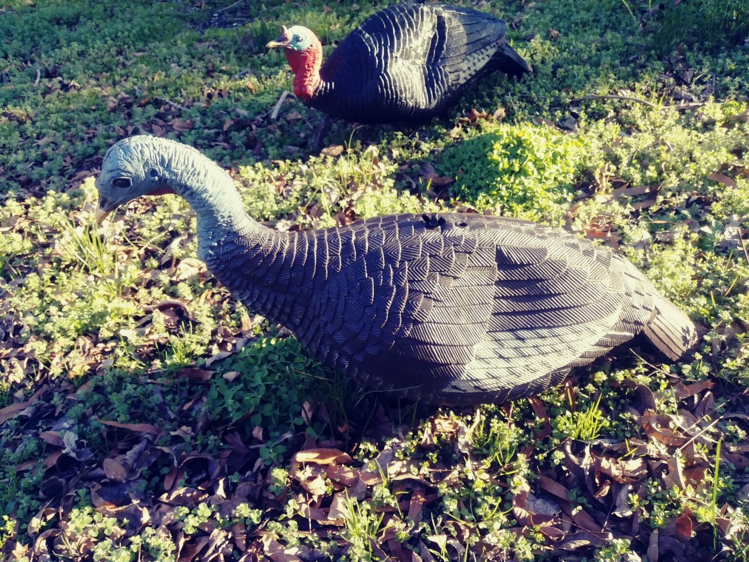 Where To Shoot A Turkey - A Guide for Hunters