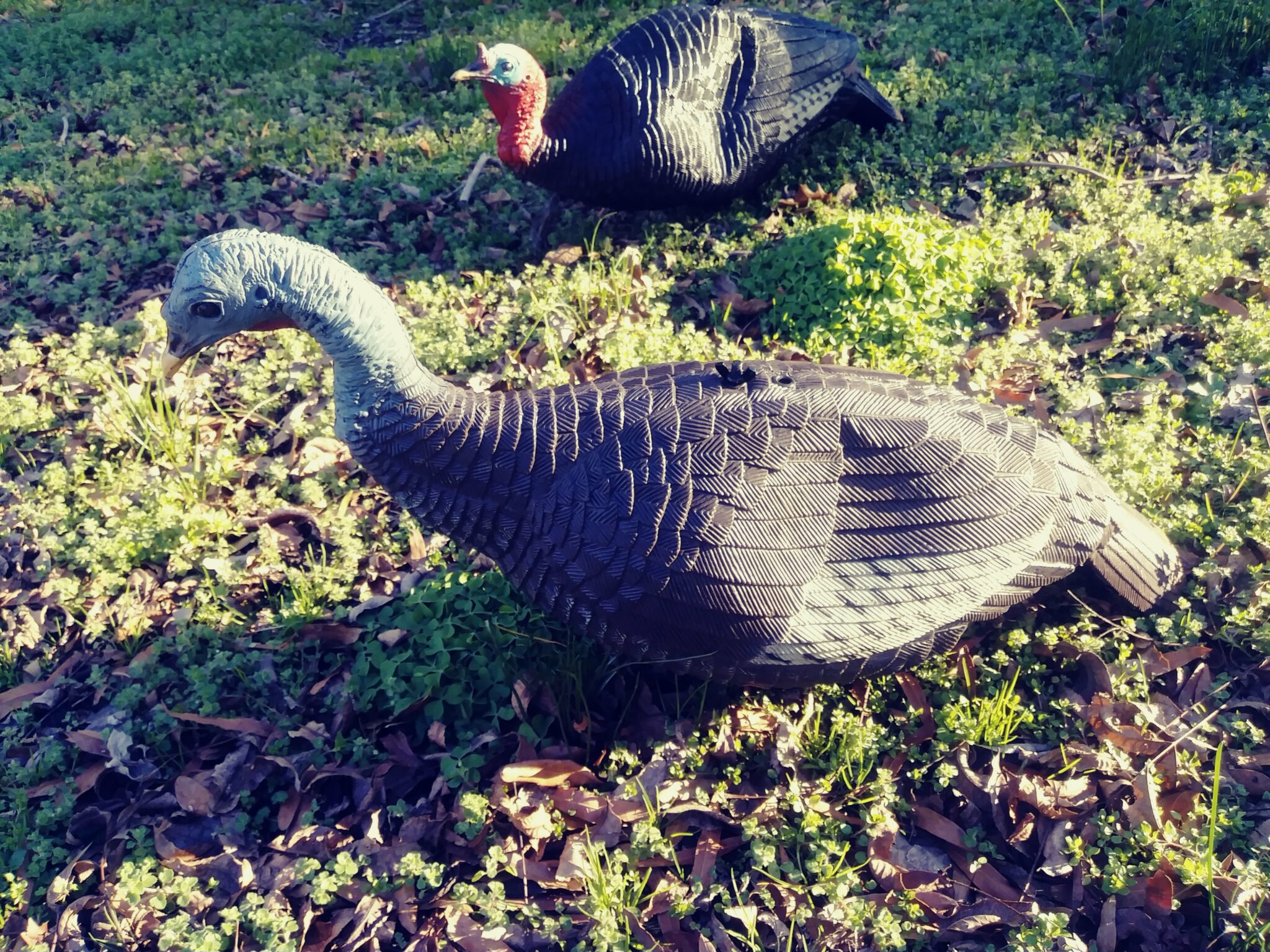 Where To Shoot A Turkey - A Guide for Hunters