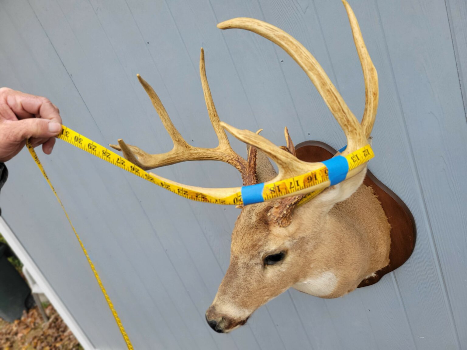 Size Matters: How to Score a Buck