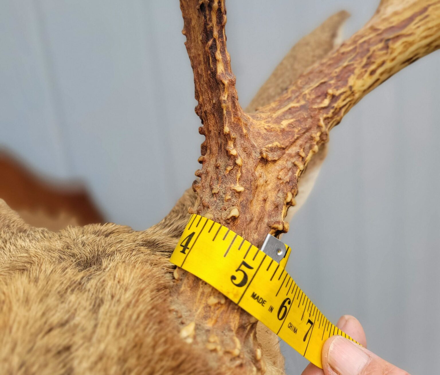 Size Matters: How to Score a Buck