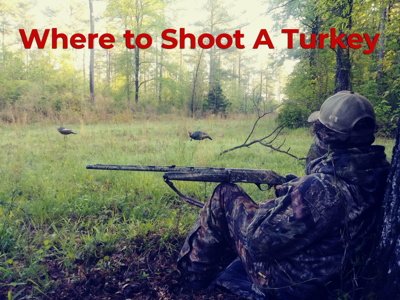 Where To Shoot A Turkey - A Guide for Hunters
