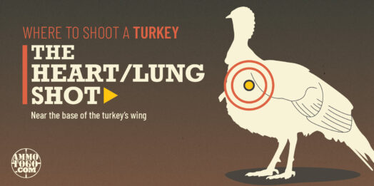 Where To Shoot A Turkey - A Guide for Hunters